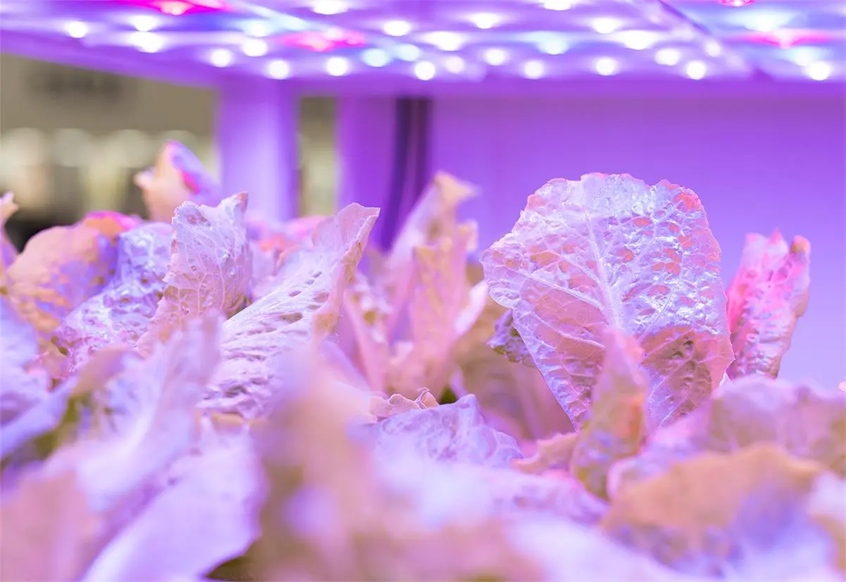 Đèn LED trồng cây toàn phổ Full Spectrum LED Grow Lights - Giải Pháp ...